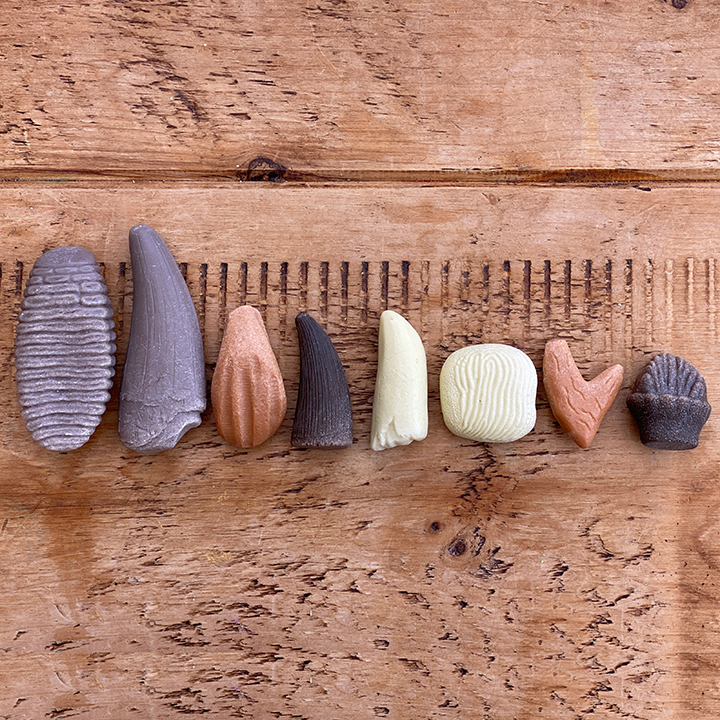 Lets Investigate Prehistoric Teeth - Early Years Direct