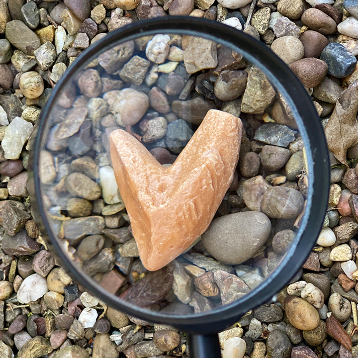 Lets Investigate Prehistoric Teeth - Early Years Direct