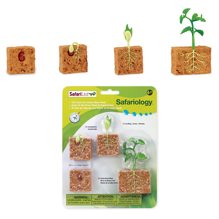 Life Cycles - Early Years Direct