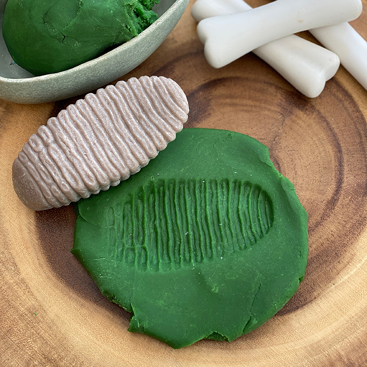 Lets Investigate Prehistoric Teeth - Early Years Direct